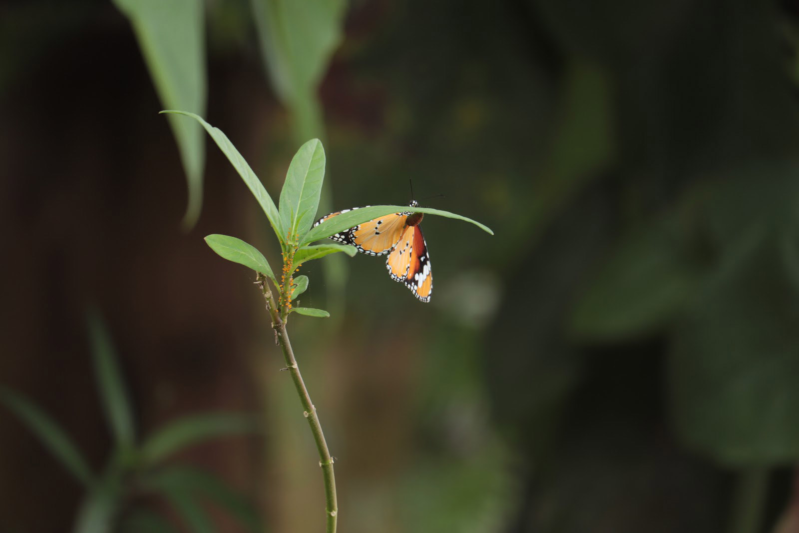 6 Reasons To Do The Ha Giang Loop - QT